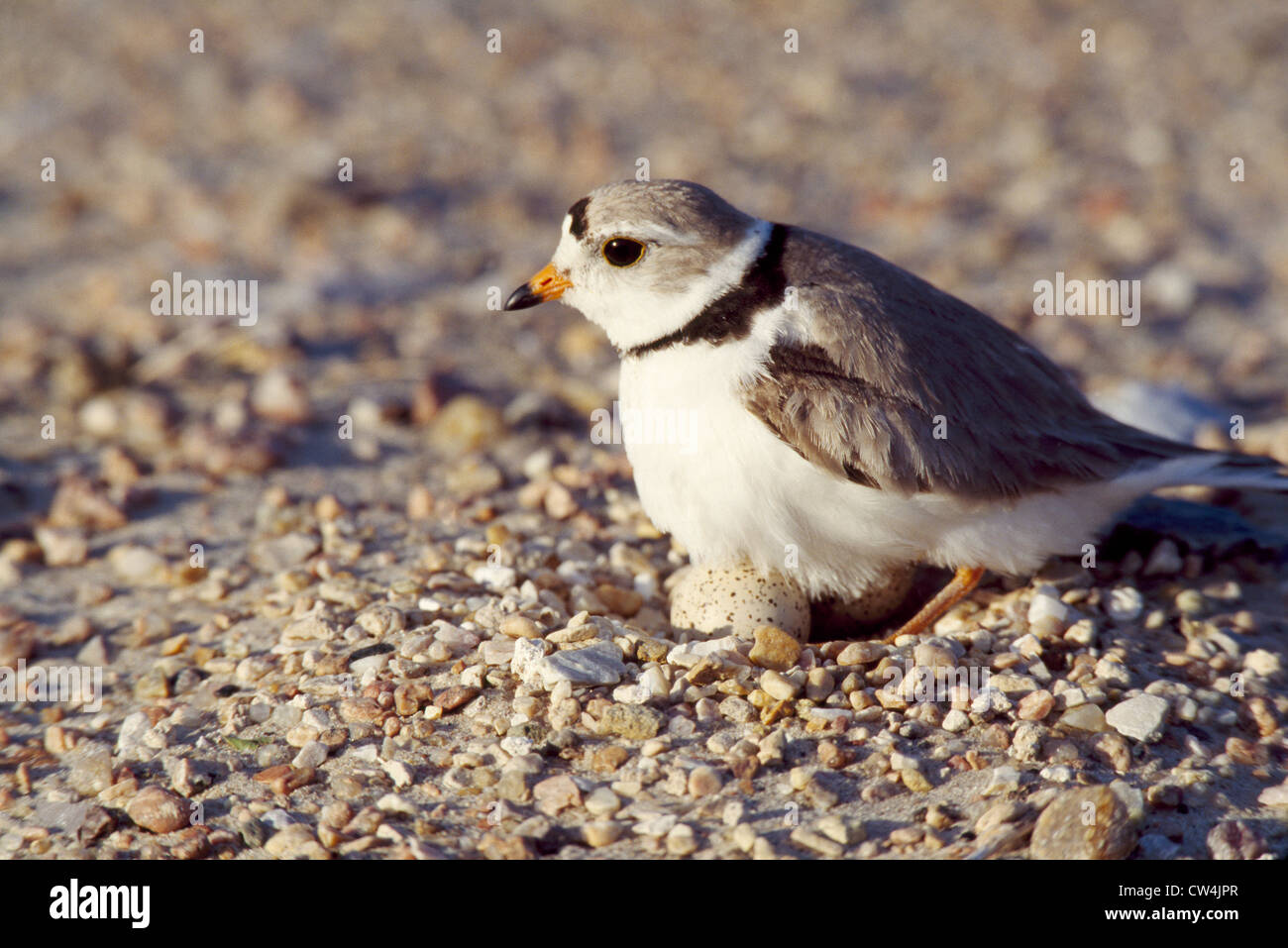 PIPING PLOVER (CHARADRIUS MELODUS) ON GRAVEL SAND BEACH Stock Photo - Alamy