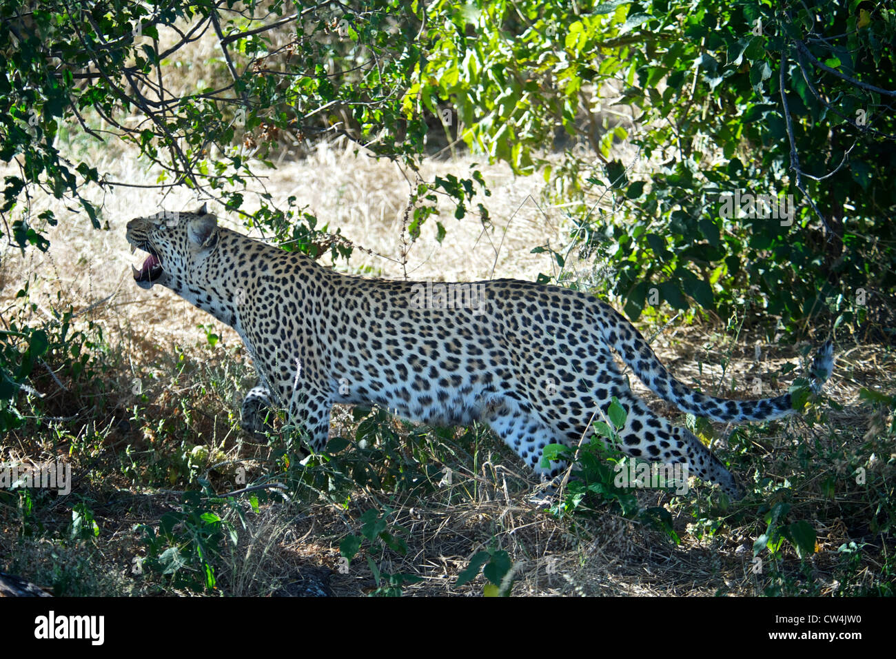 Leopard. Botswana, Africa Stock Photo - Alamy