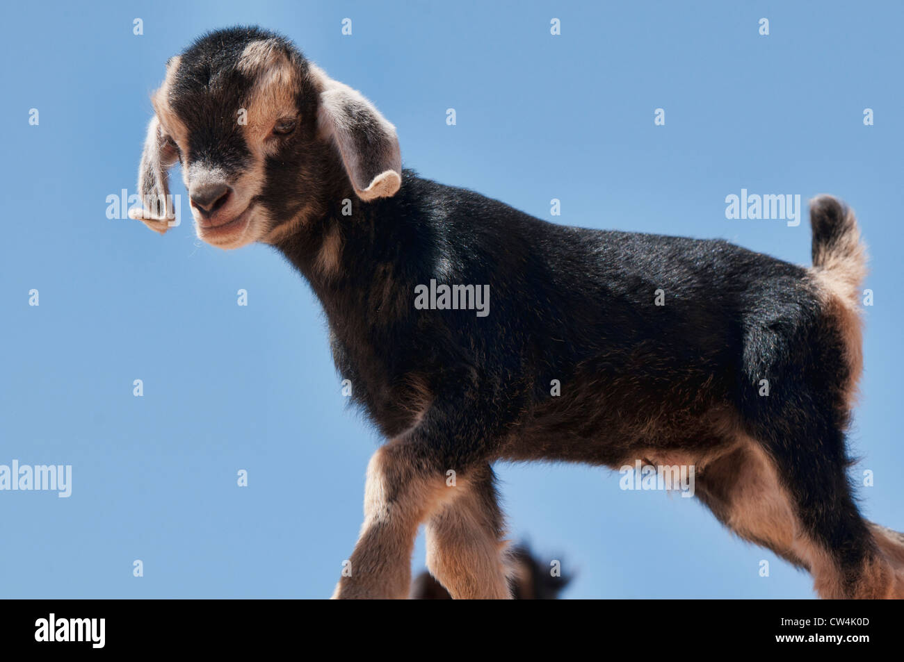 young goat in the Southern Atlas Mountains, Morocco Stock Photo - Alamy