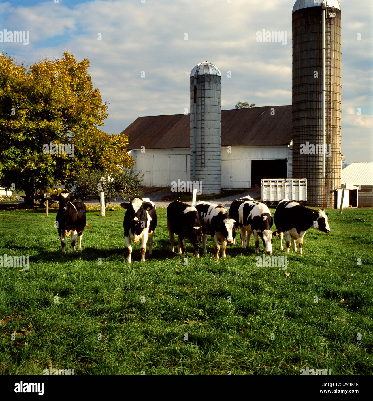 Cows in pennsylvania pasture hi-res stock photography and images - Alamy
