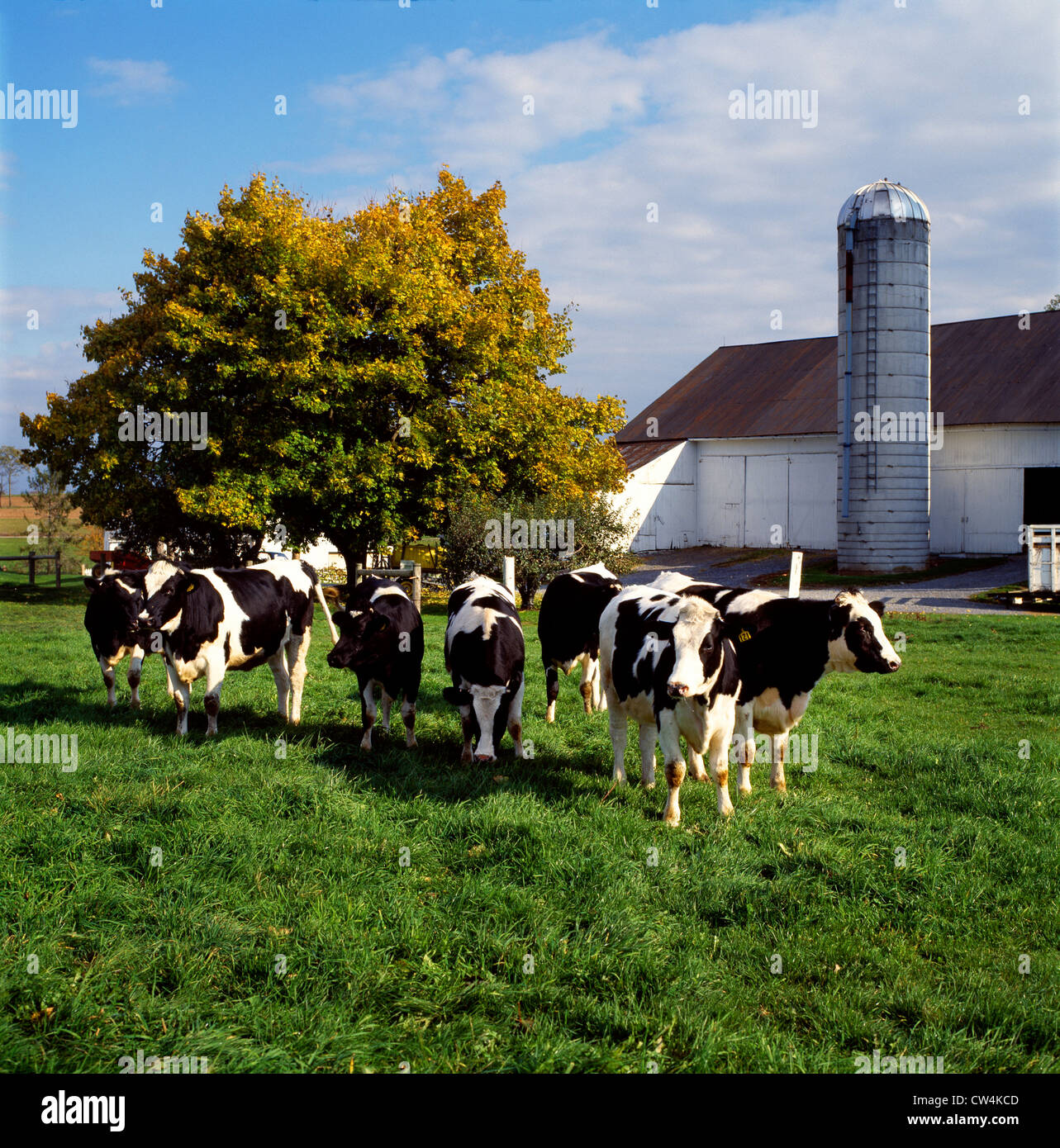 Cows in pennsylvania pasture hi-res stock photography and images - Alamy