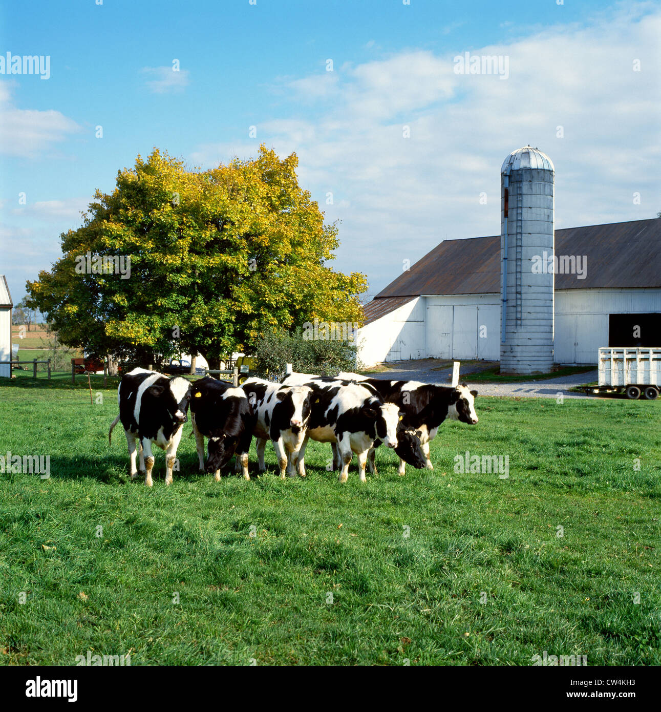Cows in pennsylvania pasture hi-res stock photography and images - Alamy