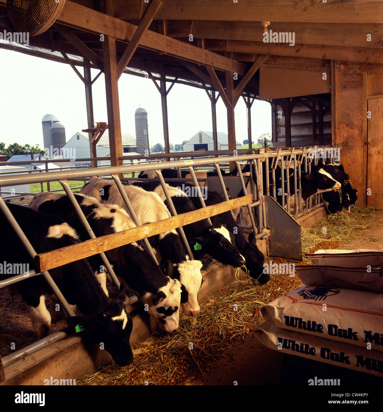 HOLSTEIN DAIRY COWS EATING IN BARN/ PENNSYLVANIA Stock Photo - Alamy