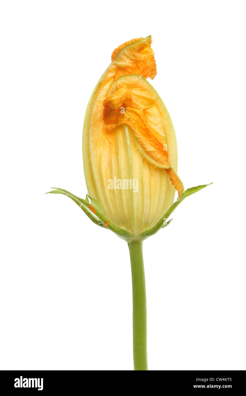 Curled up flower hi-res stock photography and images - Alamy