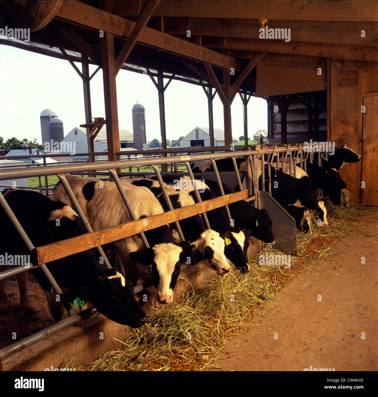 HOLSTEIN DAIRY COWS EATING IN BARN/ PENNSYLVANIA Stock Photo - Alamy