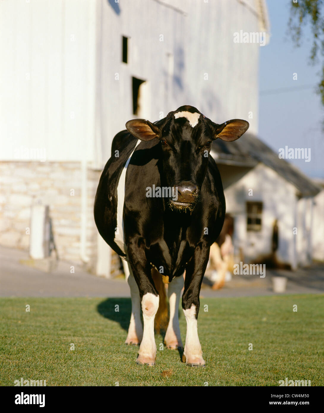 EXCELLENT HOLSTEIN COW / PENNSYLVANIA Stock Photo - Alamy