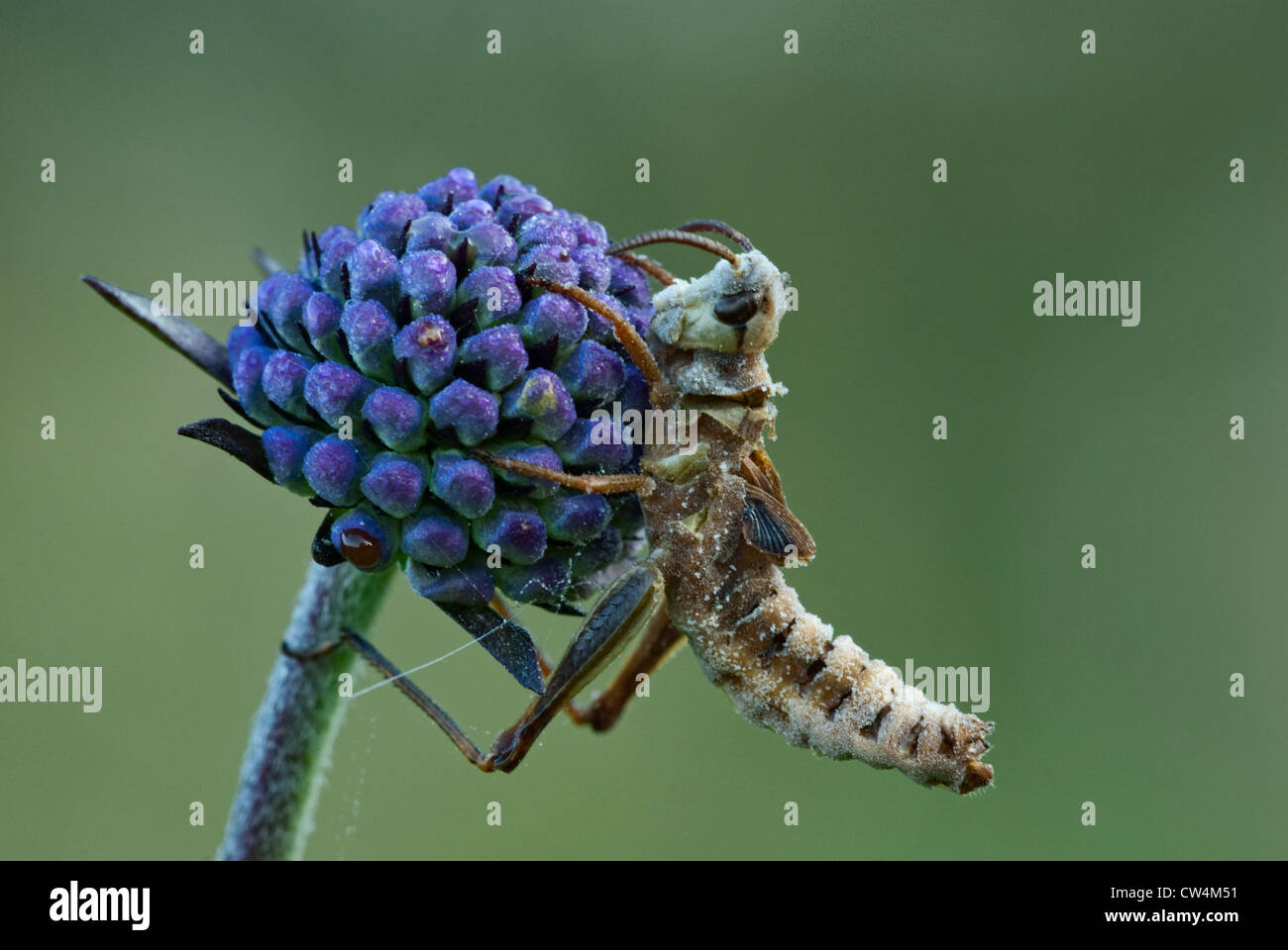 Grasshopper instar hi-res stock photography and images - Alamy