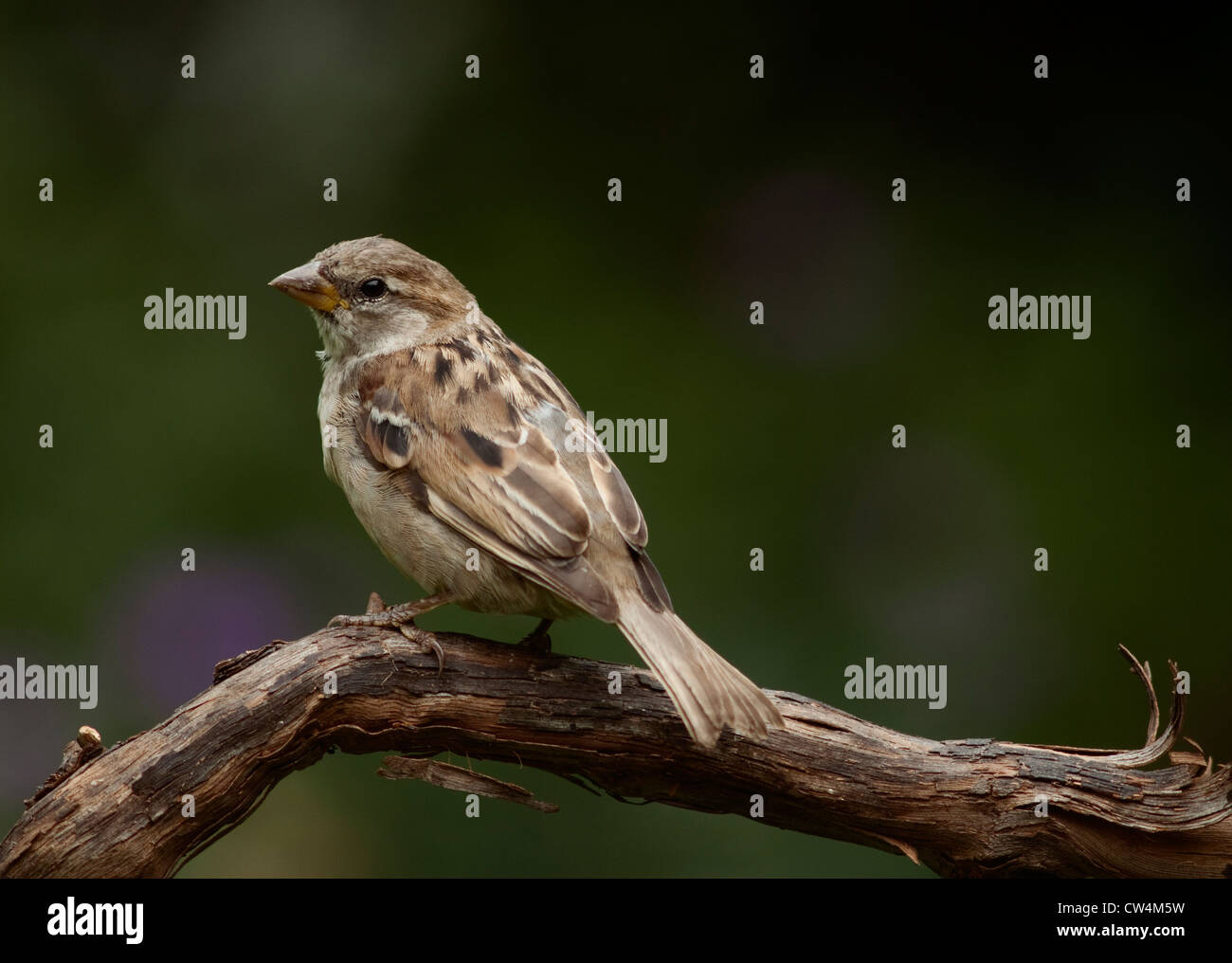 Female sparrow hi-res stock photography and images - Alamy