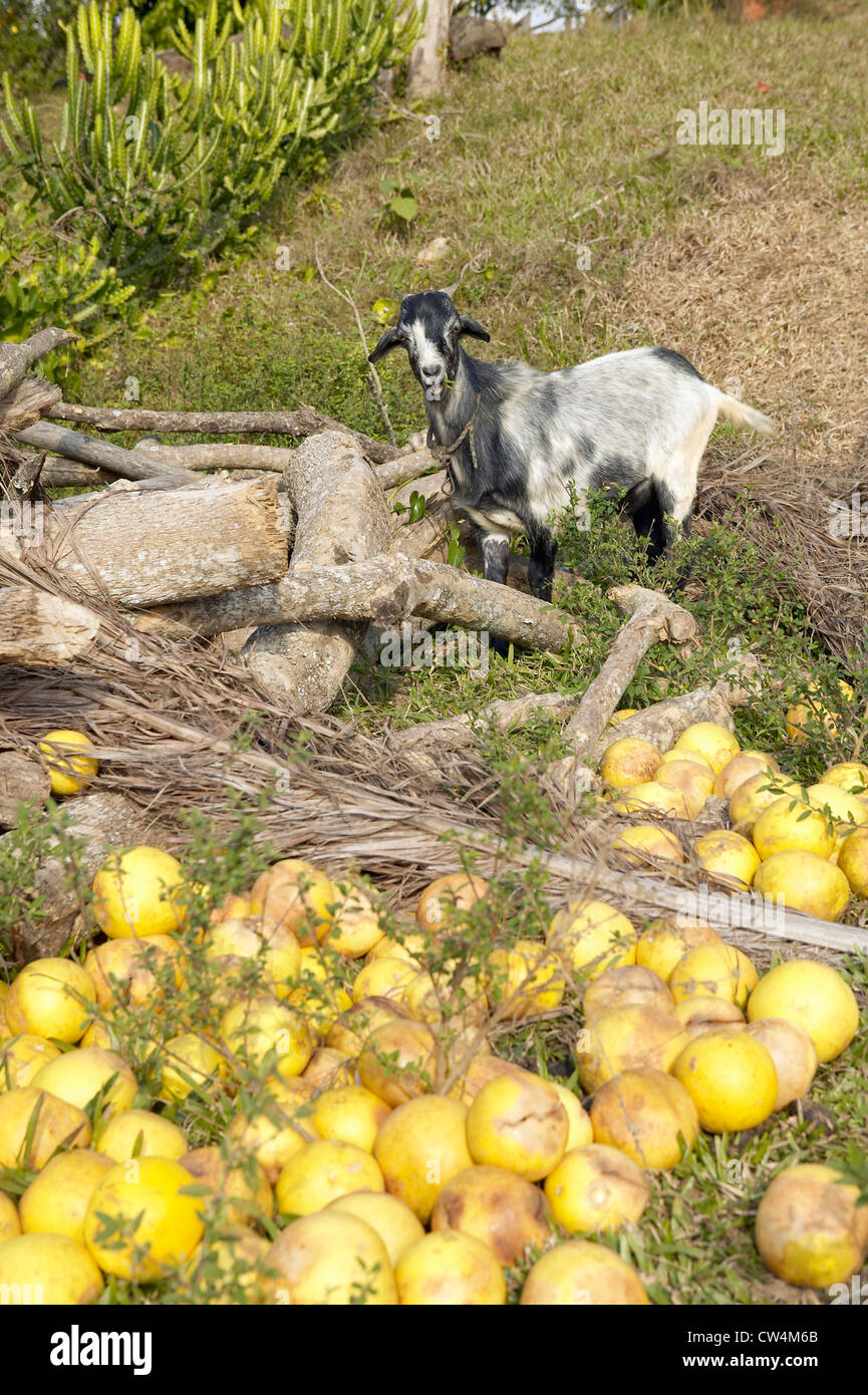 Goat standing in front of grapefruit on ground in Valle de Viñales, in ...
