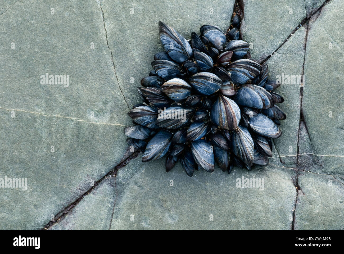 Rock mussels hi-res stock photography and images - Alamy