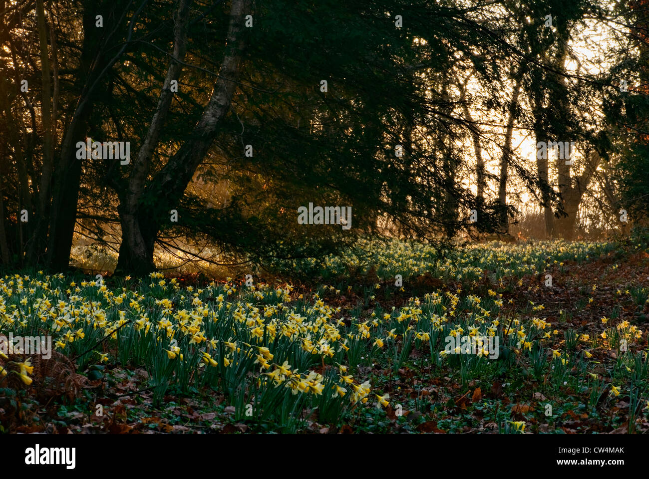 Wild daffodils in the woods Stock Photo - Alamy