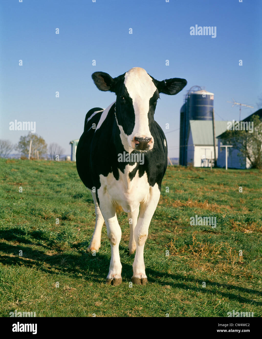 BLACK AND WHITE HOLSTEIN COWS /PENNSYLVANIA Stock Photo - Alamy