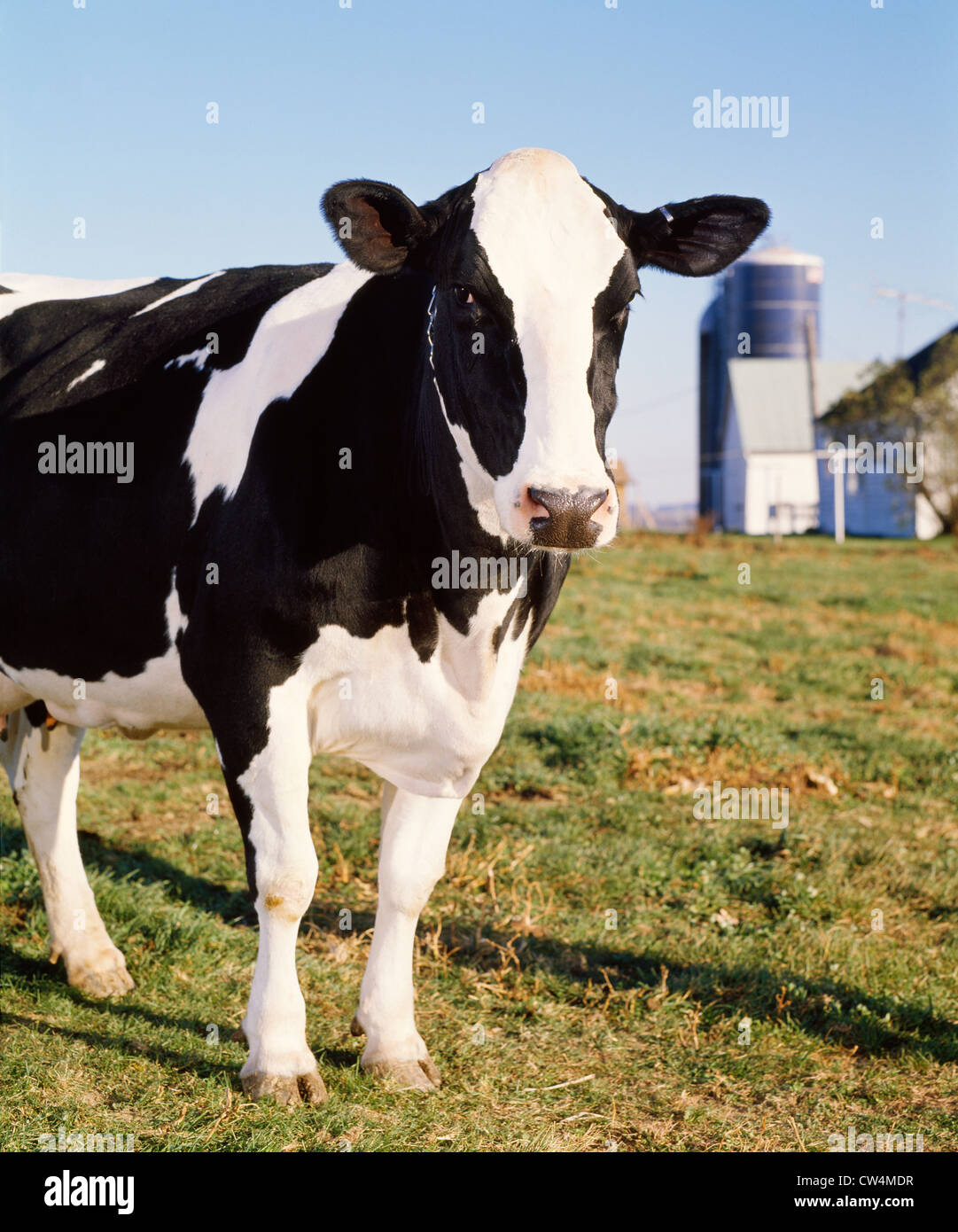 BLACK AND WHITE HOLSTEIN COW / PENNSYLVANIA Stock Photo - Alamy