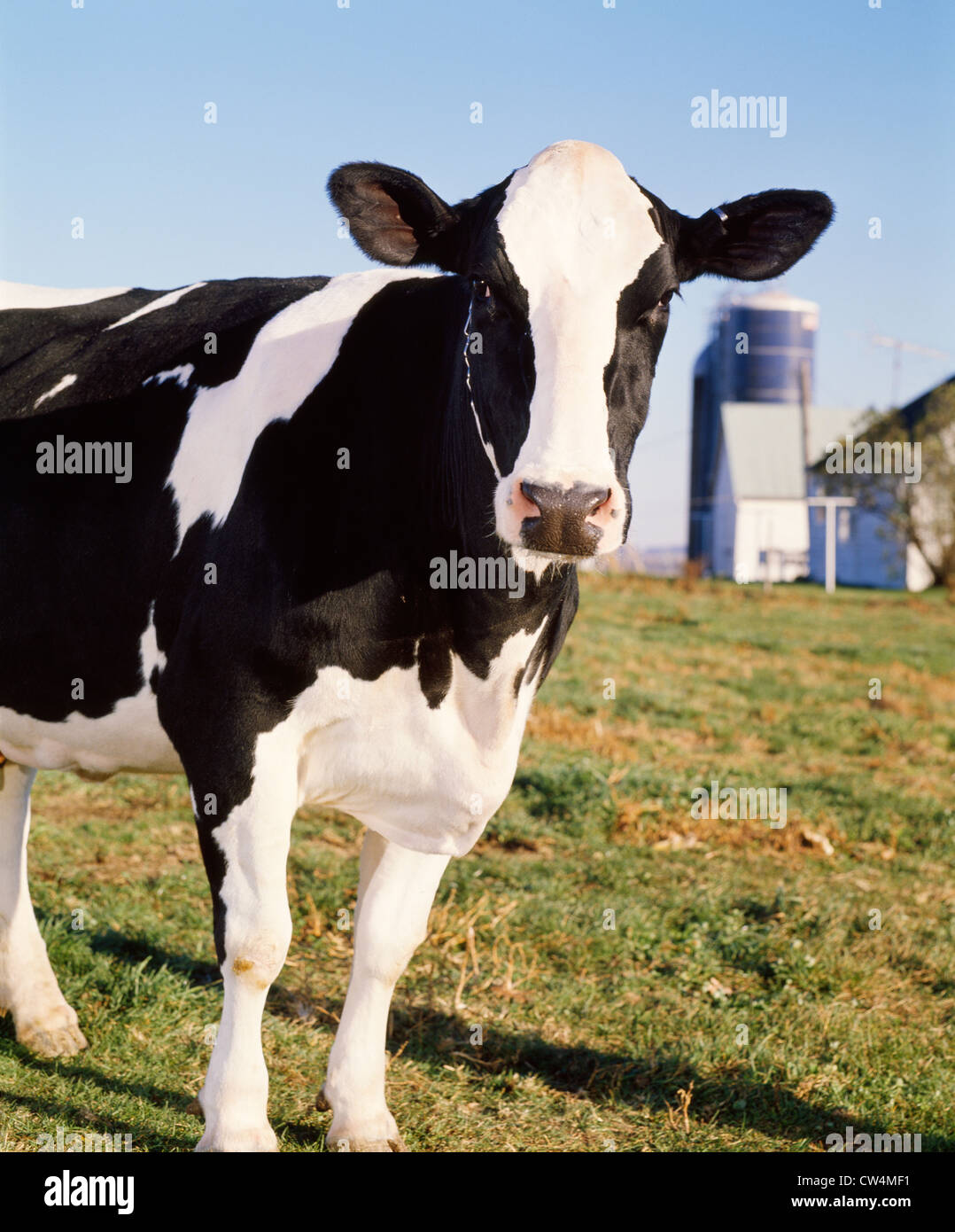 BLACK AND WHITE HOLSTEIN COW / PENNSYLVANIA Stock Photo - Alamy