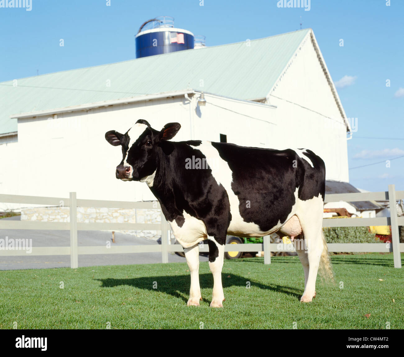 Black white holstein cow pennsylvania hi-res stock photography and ...