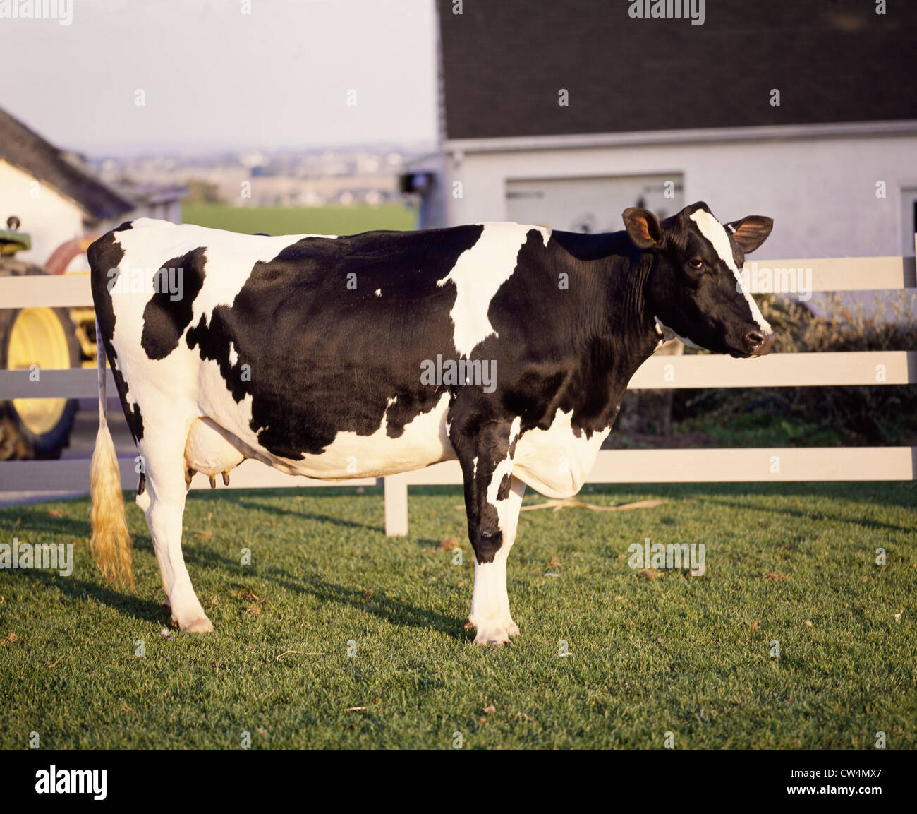 HOLSTEIN COW / PENNSYLVANIA Stock Photo - Alamy