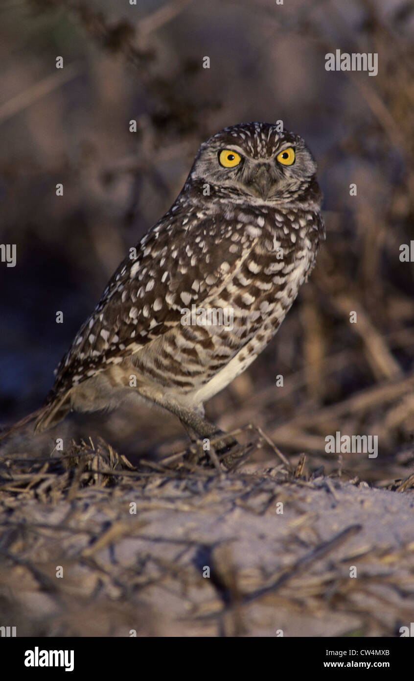Burrowing Owl on the ground Stock Photo - Alamy