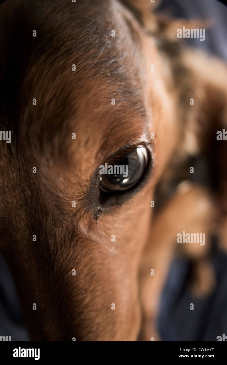 Extreme close up dog eye animal eye hi-res stock photography and images ...