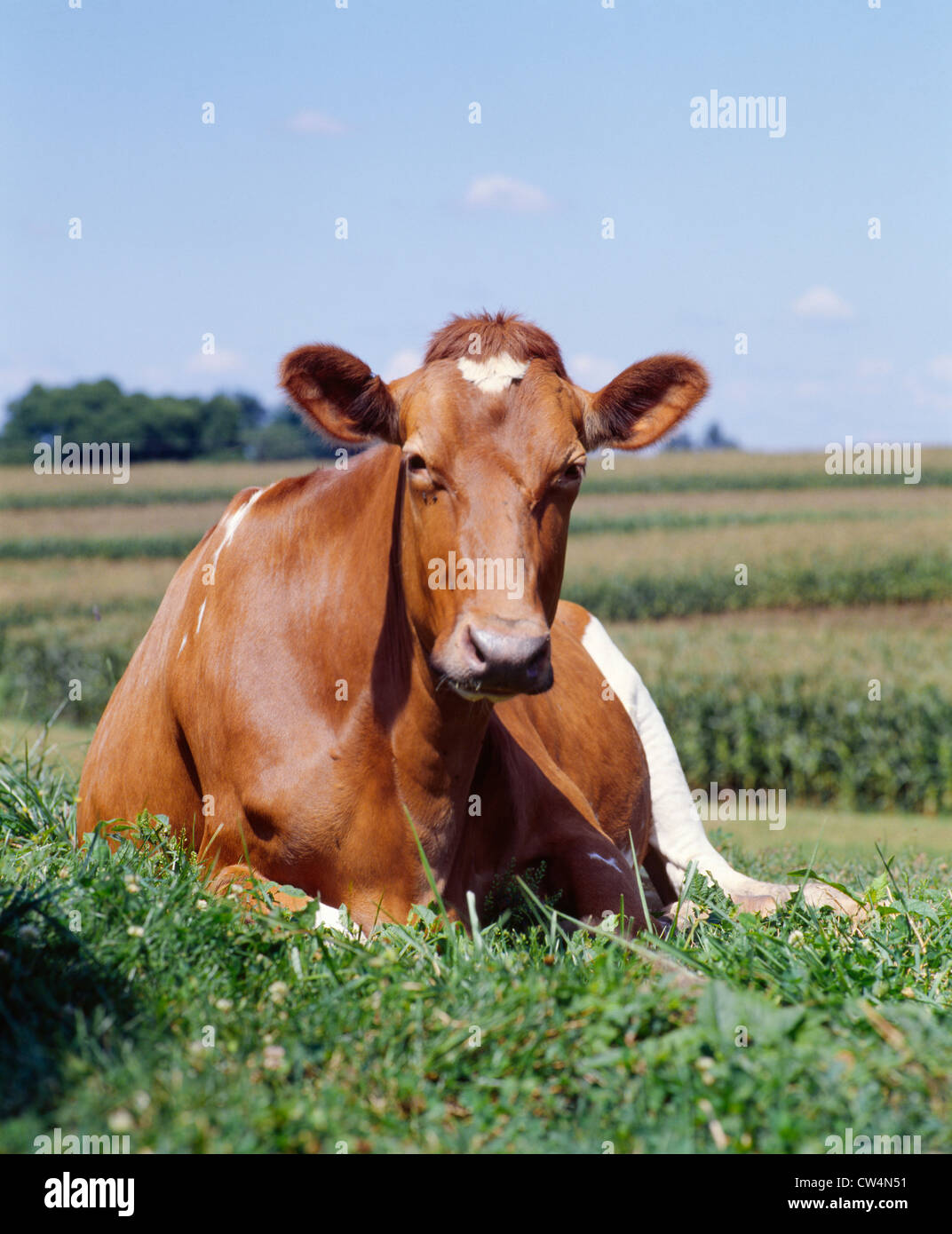 Guernsey cow white hi-res stock photography and images - Alamy
