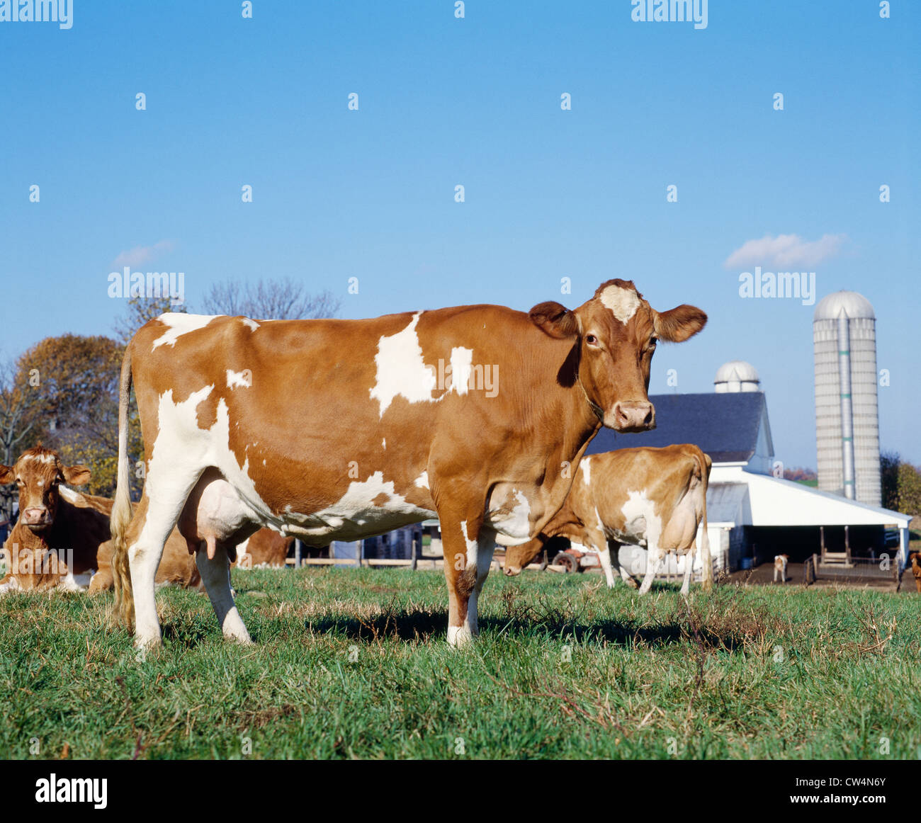 Guernsey cow white hi-res stock photography and images - Alamy