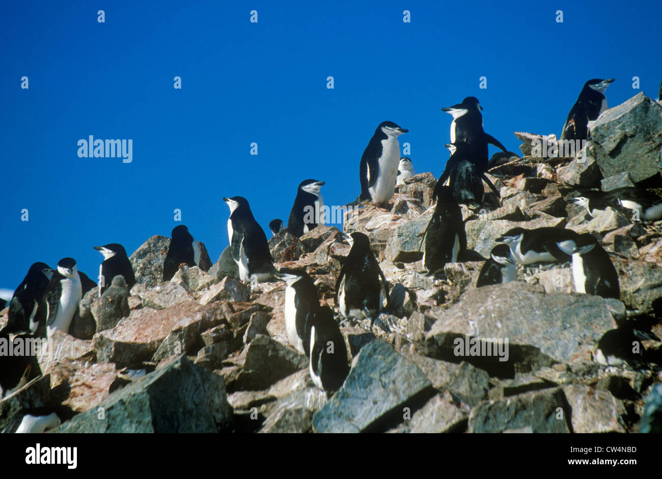 Bransfield strait and penguins hi-res stock photography and images - Alamy
