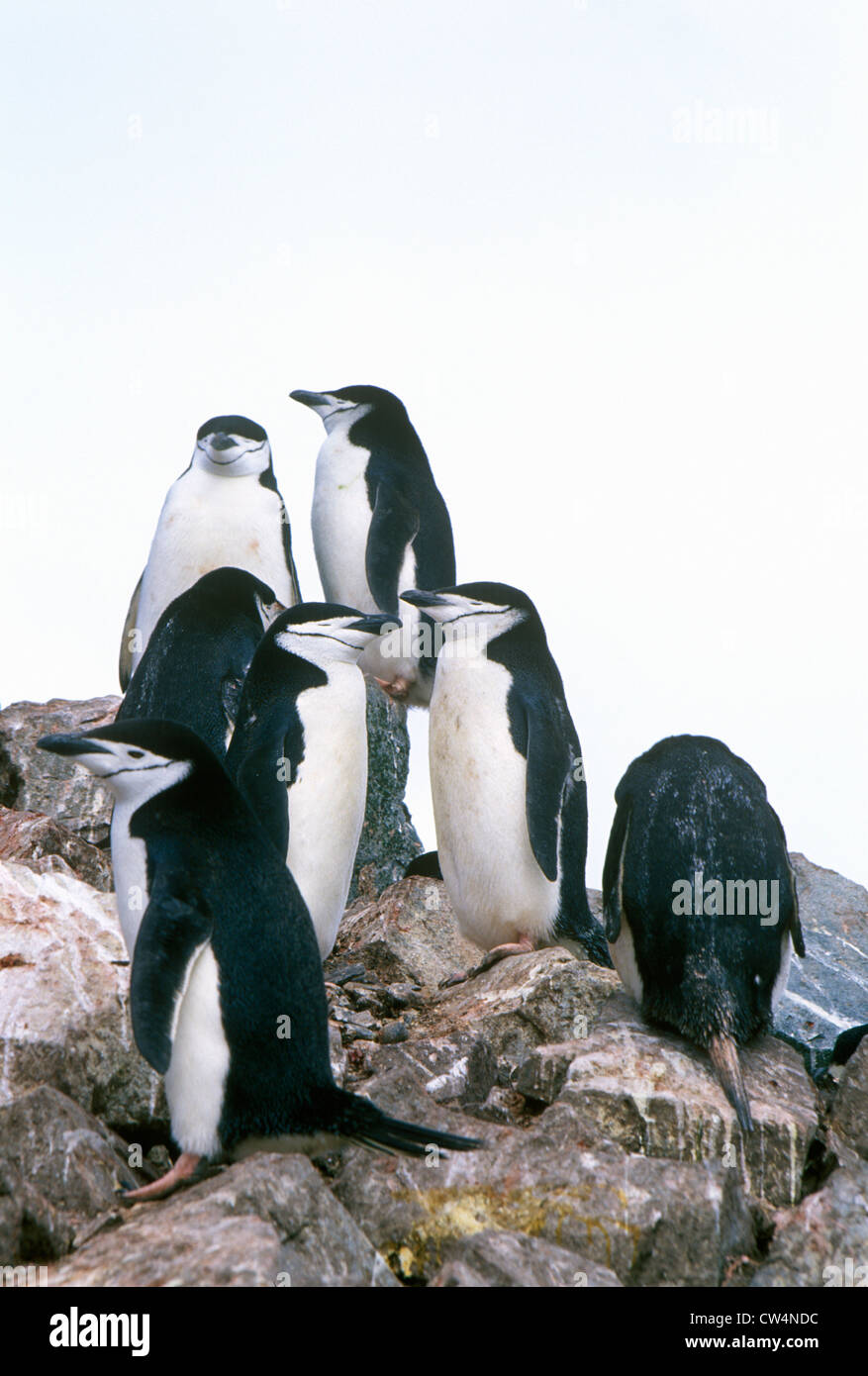 Chinstrap penguins (Pygoscelis antarctica) on Half Moon Island ...