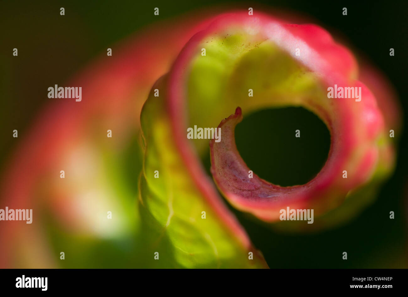 curled leaf on garden shrub Stock Photo - Alamy