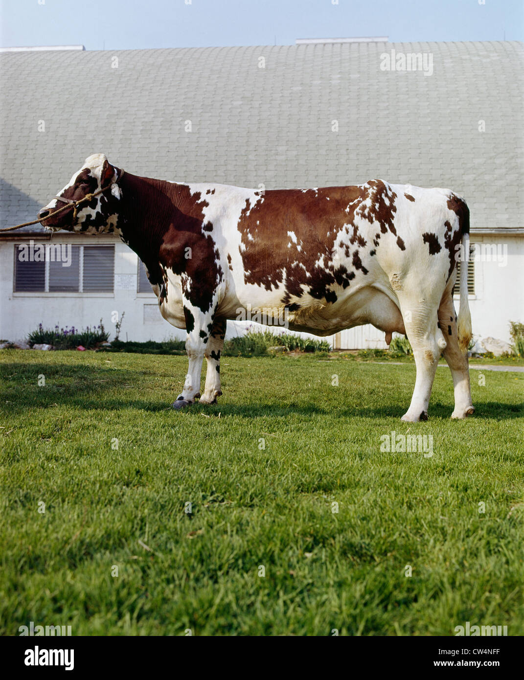 AYRSHIRE COW / PENNSYLVANIA Stock Photo - Alamy
