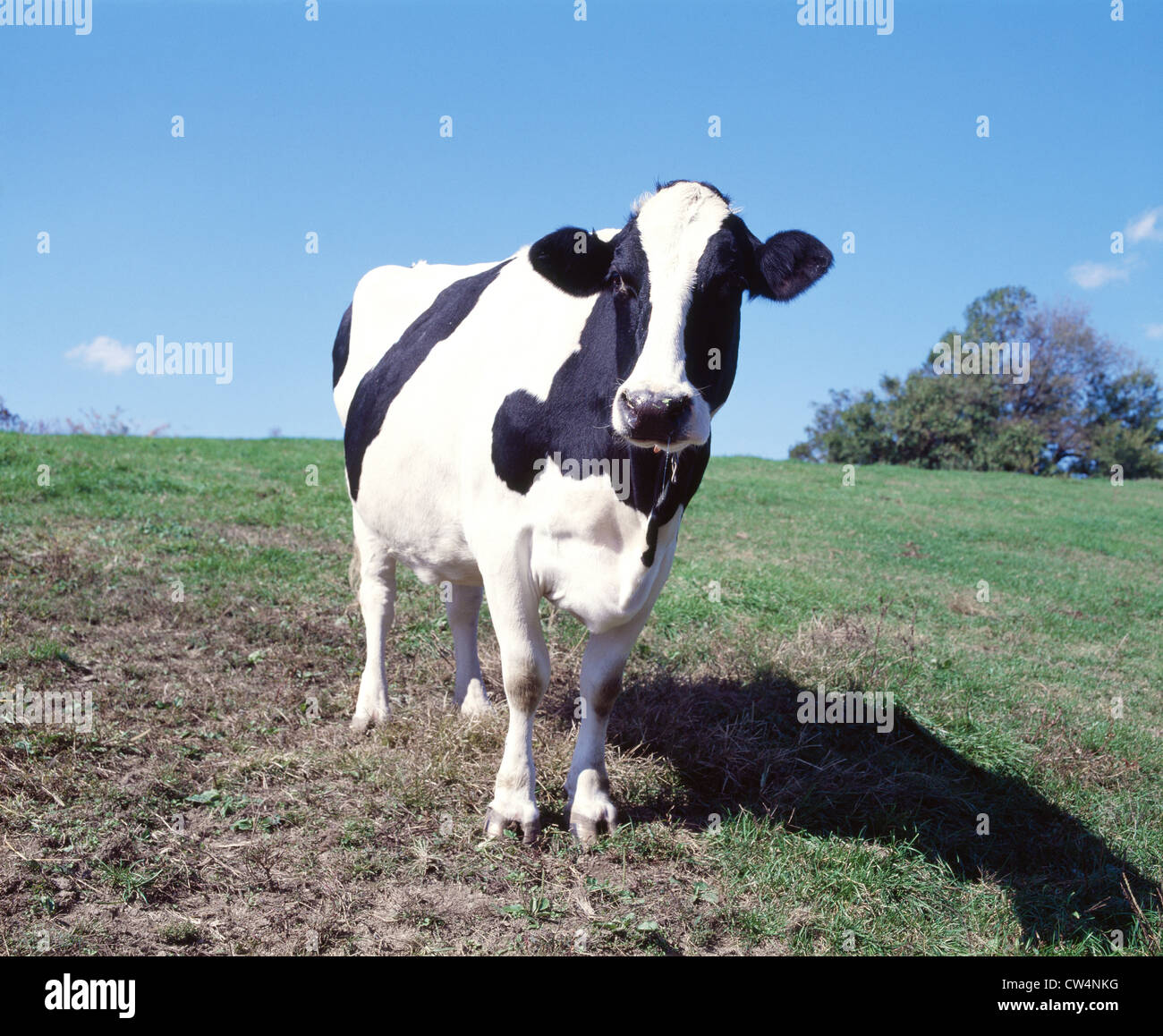 Black White Holstein Cow Pennsylvania High Resolution Stock Photography ...