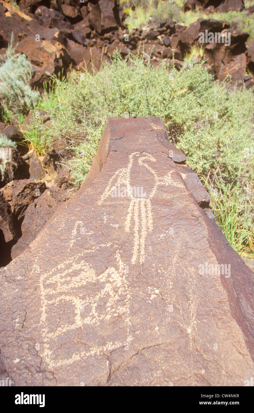 Petroglyph of a bird, circa 1300-1650 AD, Boca Negra Canyon, NM Stock ...