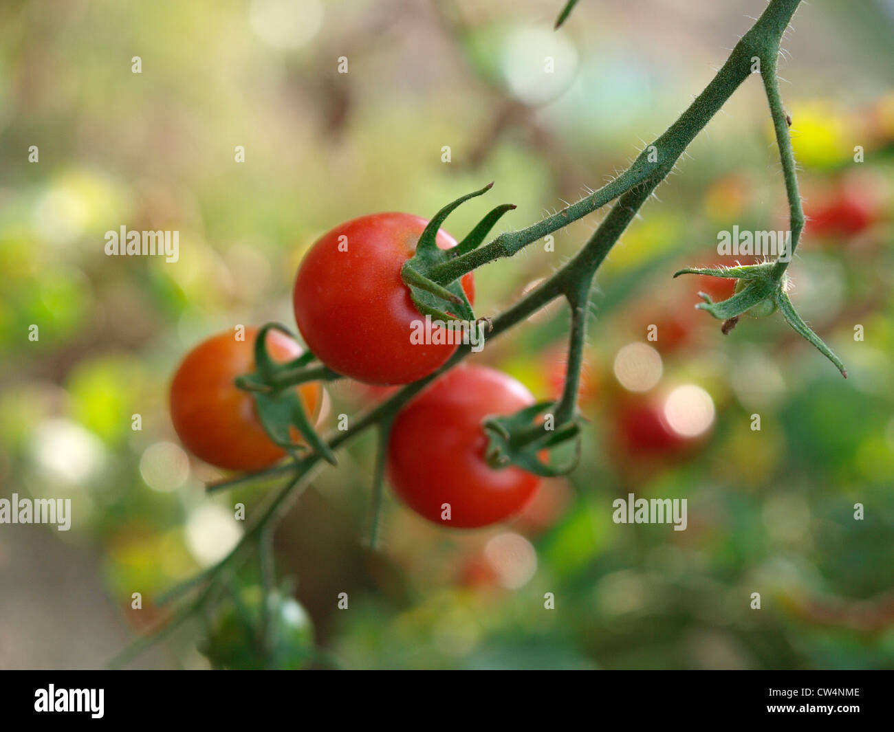 Cherry tomatoes in a garden Stock Photo - Alamy