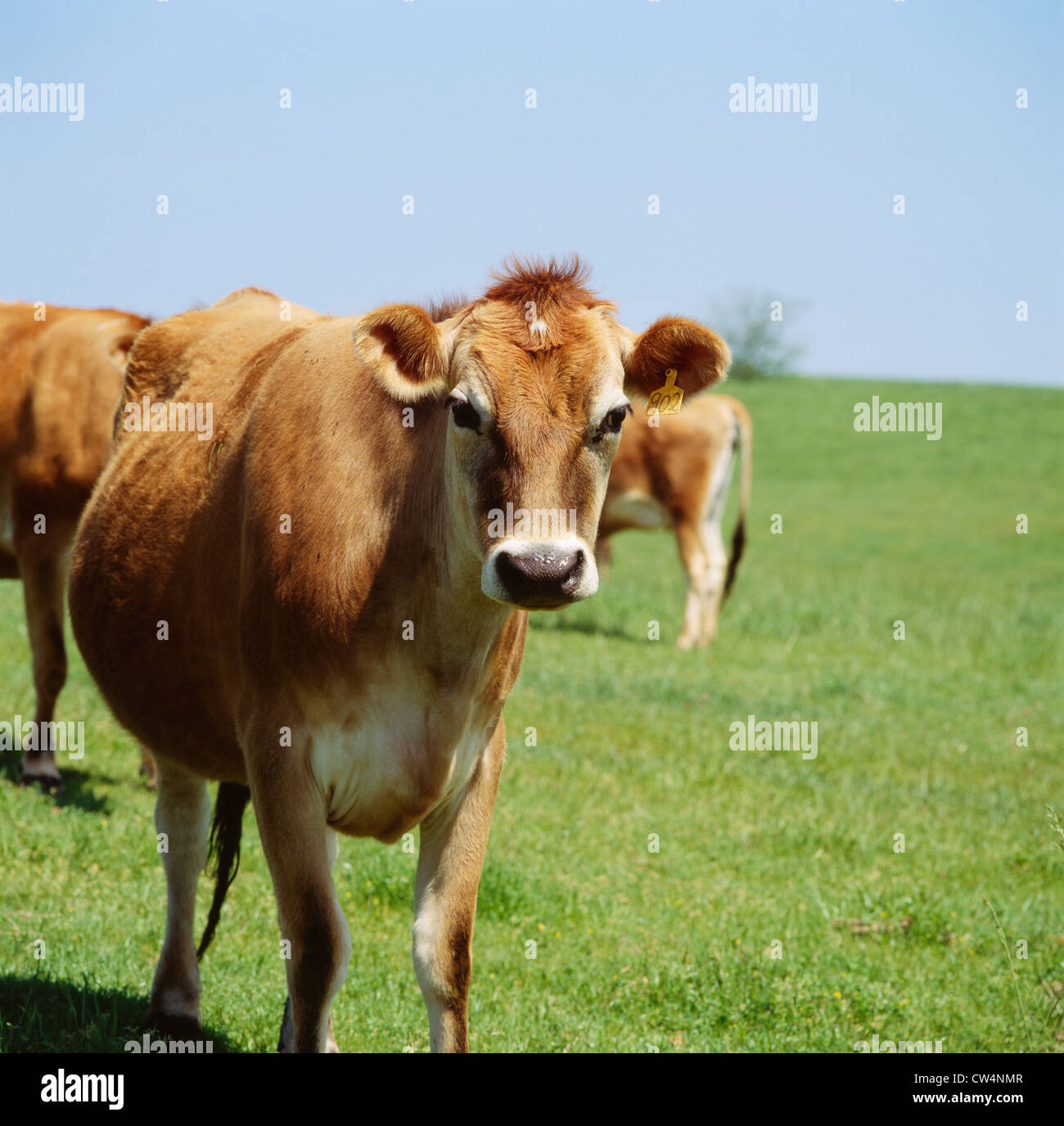 JERSEY COWS / GEORGIA Stock Photo - Alamy