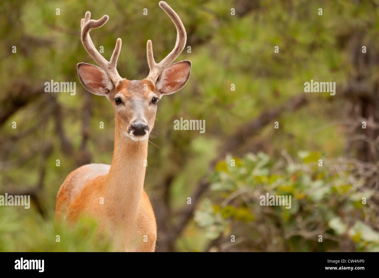 Six point buck hi-res stock photography and images - Alamy