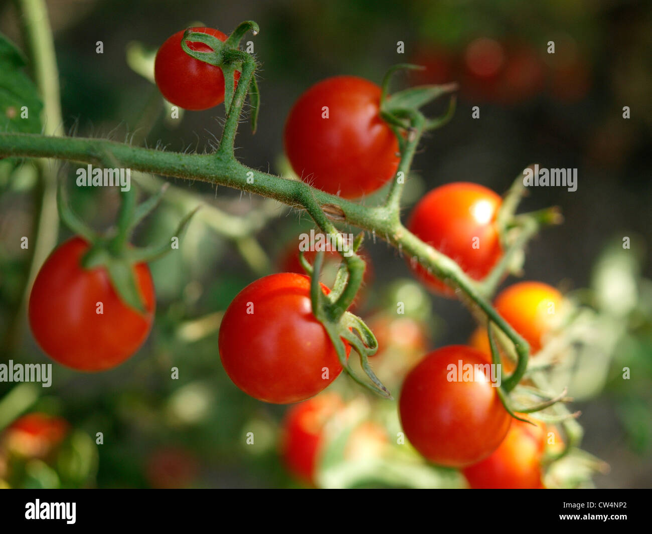 Ripe cherry tomatoes in a garden Stock Photo - Alamy