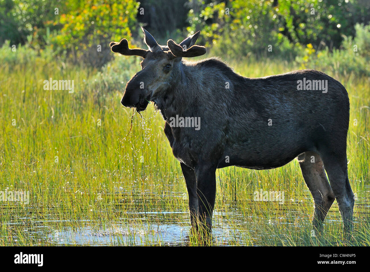 Bull moose foraging on hi-res stock photography and images - Alamy