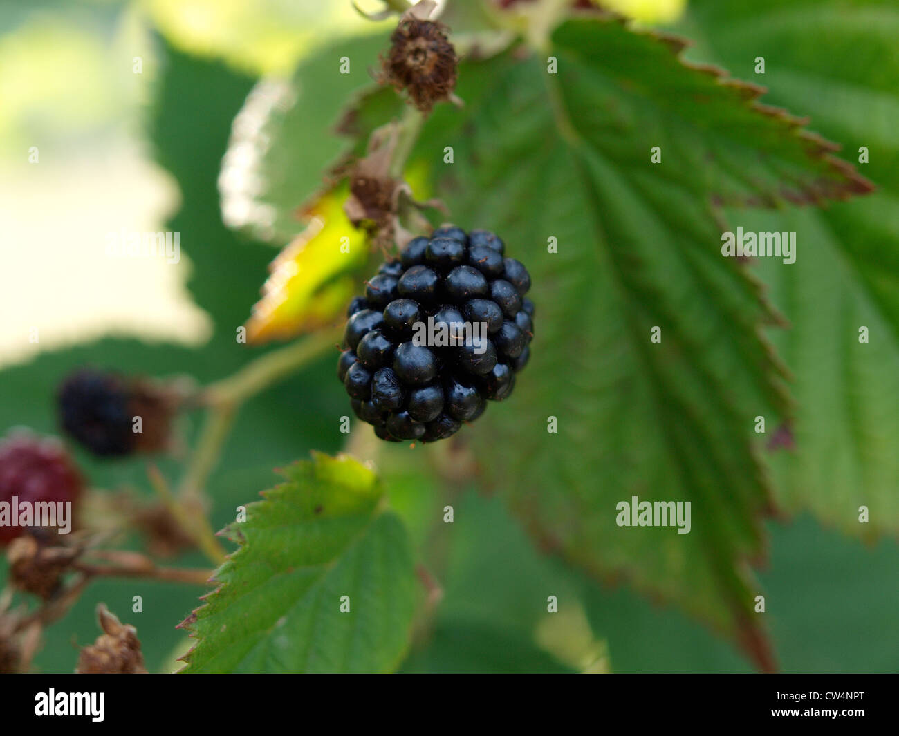 Blackberry stems hi-res stock photography and images - Alamy