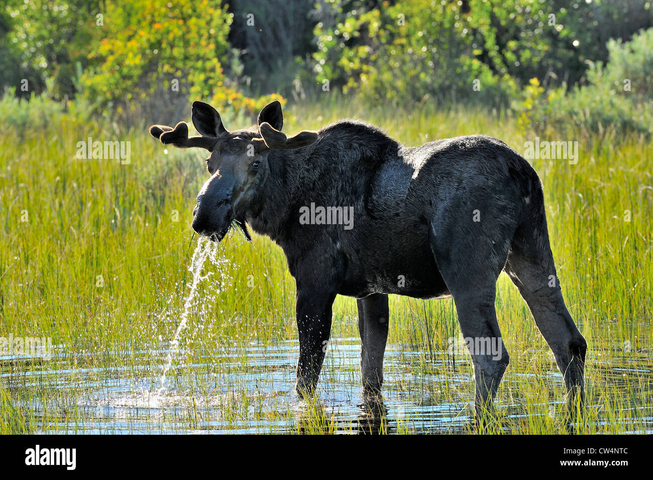 A rear view of a bull moose Stock Photo - Alamy