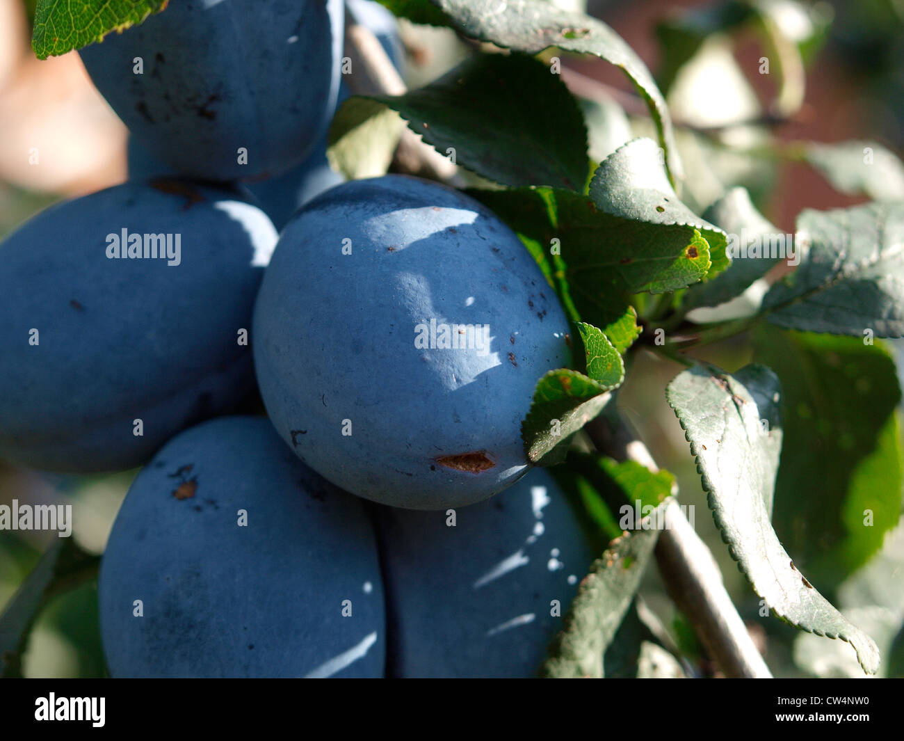 Ripe blue plums at tree Stock Photo - Alamy