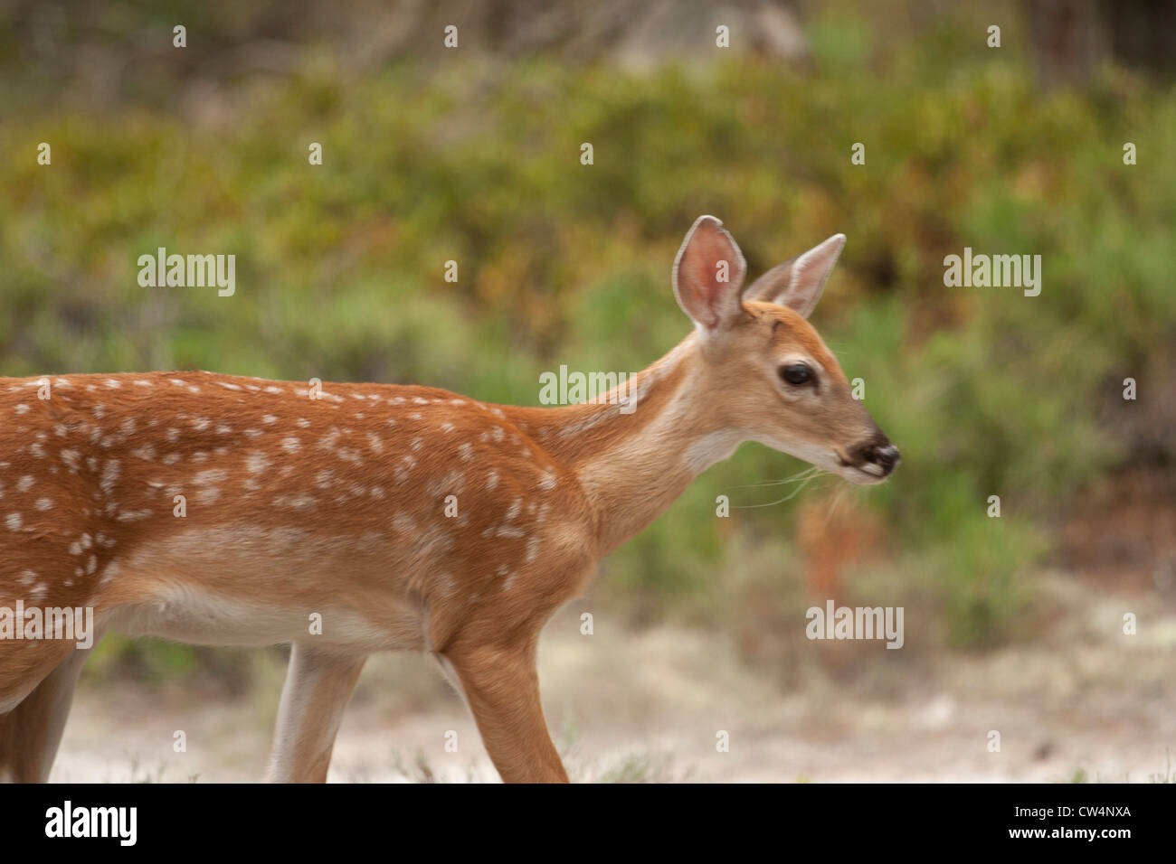 Deer overpopulation hi-res stock photography and images - Alamy
