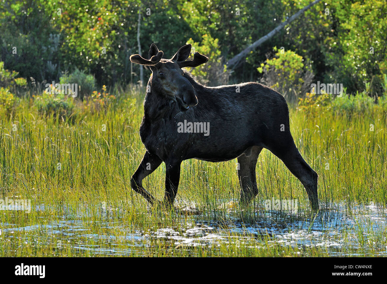 A side view of a bull moose looking back Stock Photo - Alamy