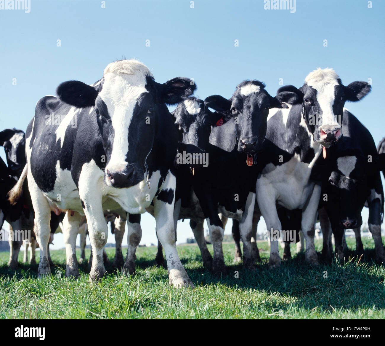 Black white cows number hi-res stock photography and images - Alamy