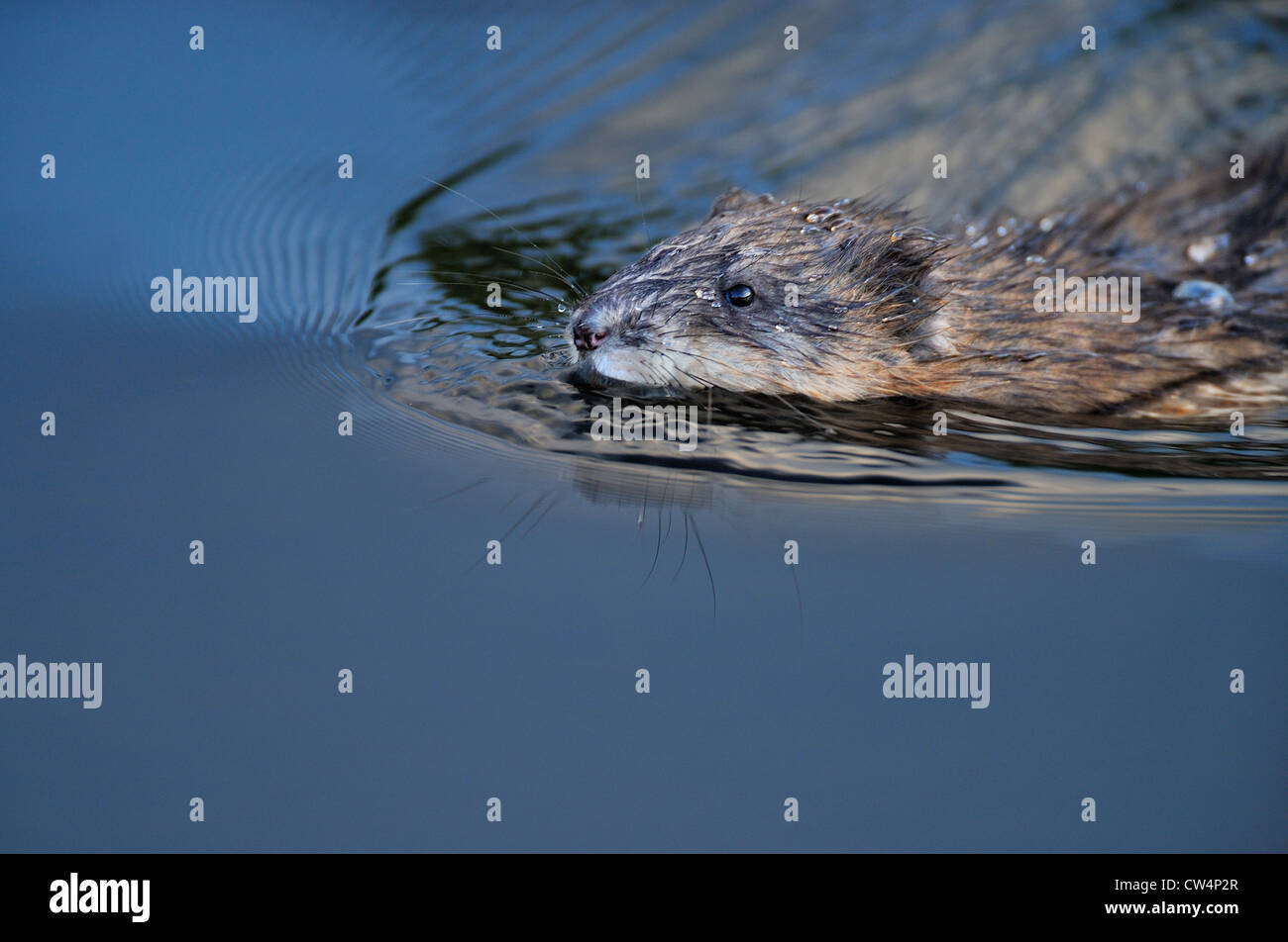 A wild muskrat swimming in a dark pool of water Stock Photo - Alamy