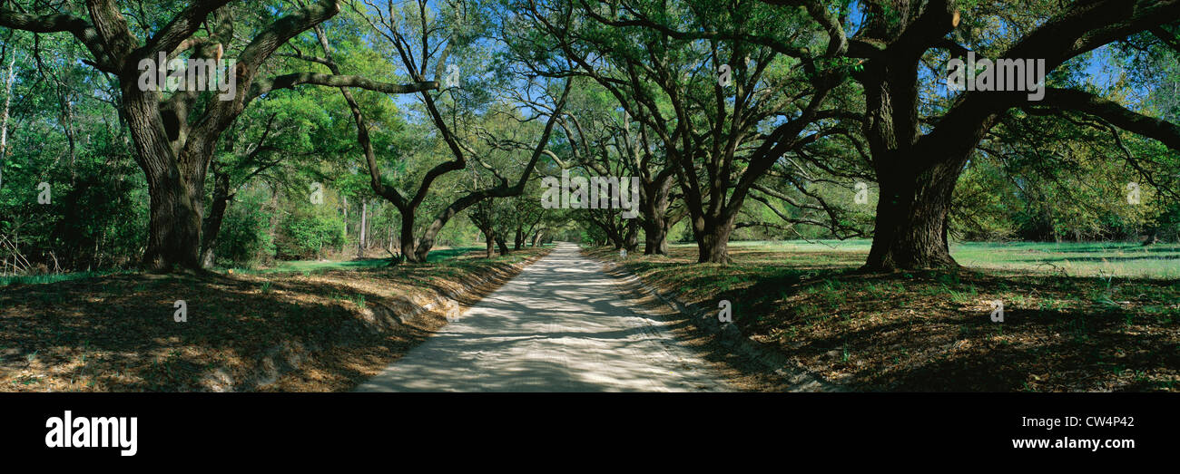 Road through trees Stock Photo - Alamy