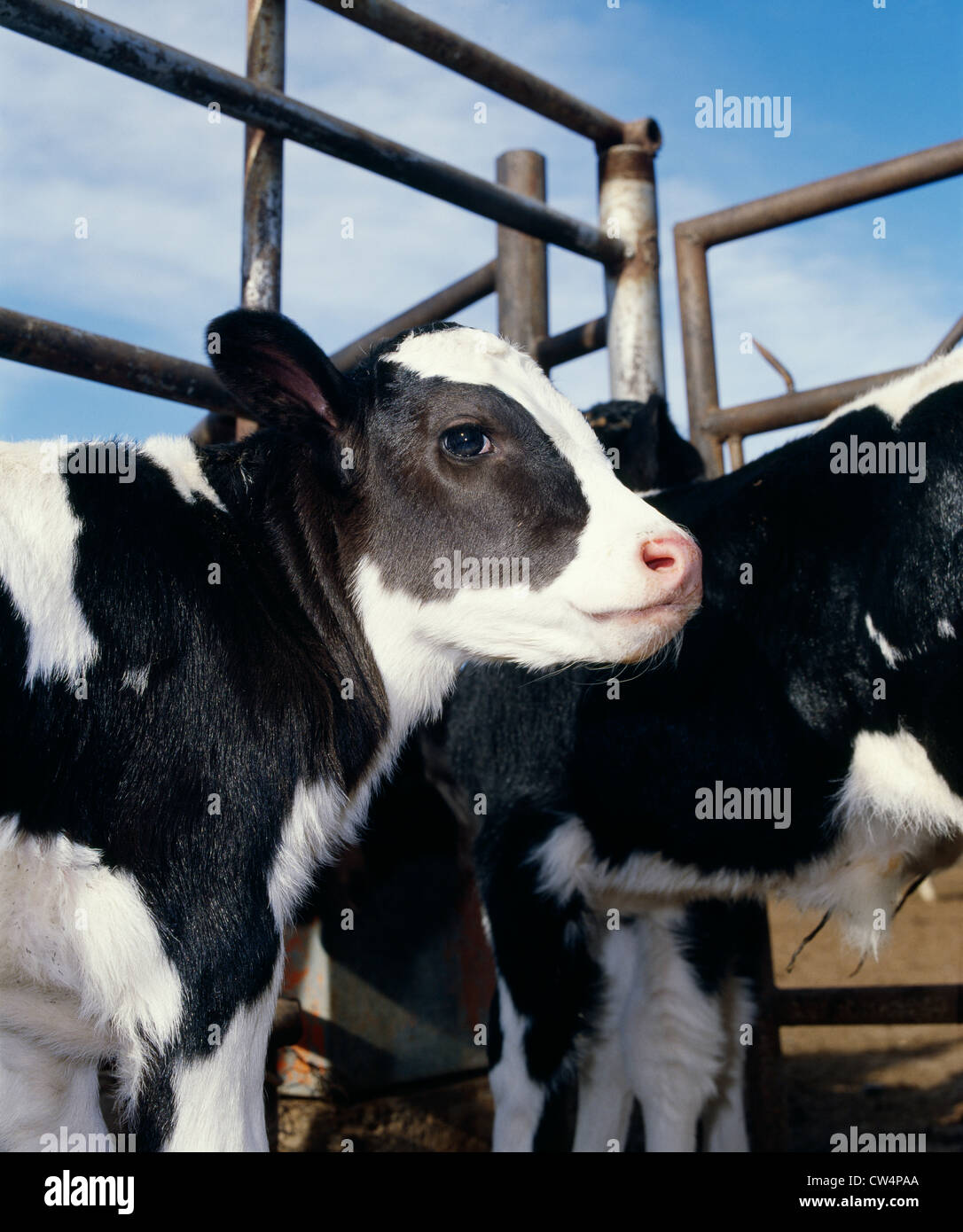 Holstein cow calf in hi-res stock photography and images - Alamy