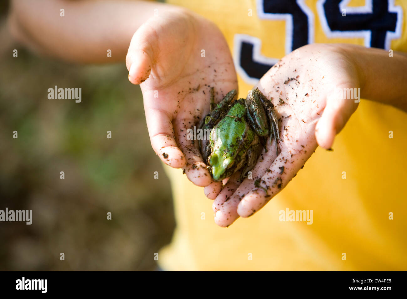 Kid hand holding frog hi-res stock photography and images - Alamy