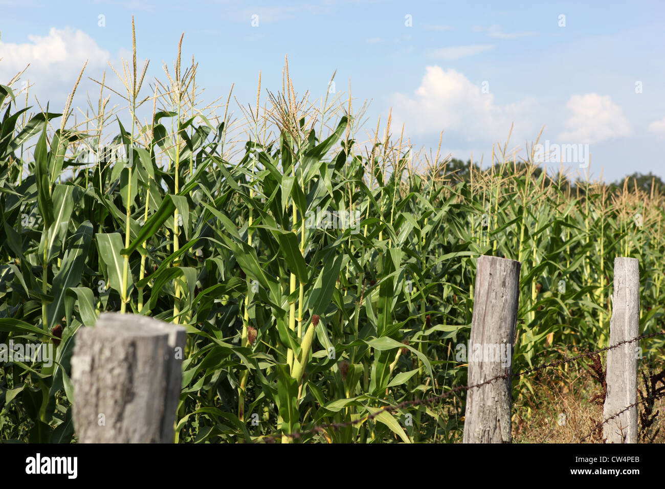 Green corn field Stock Photo - Alamy