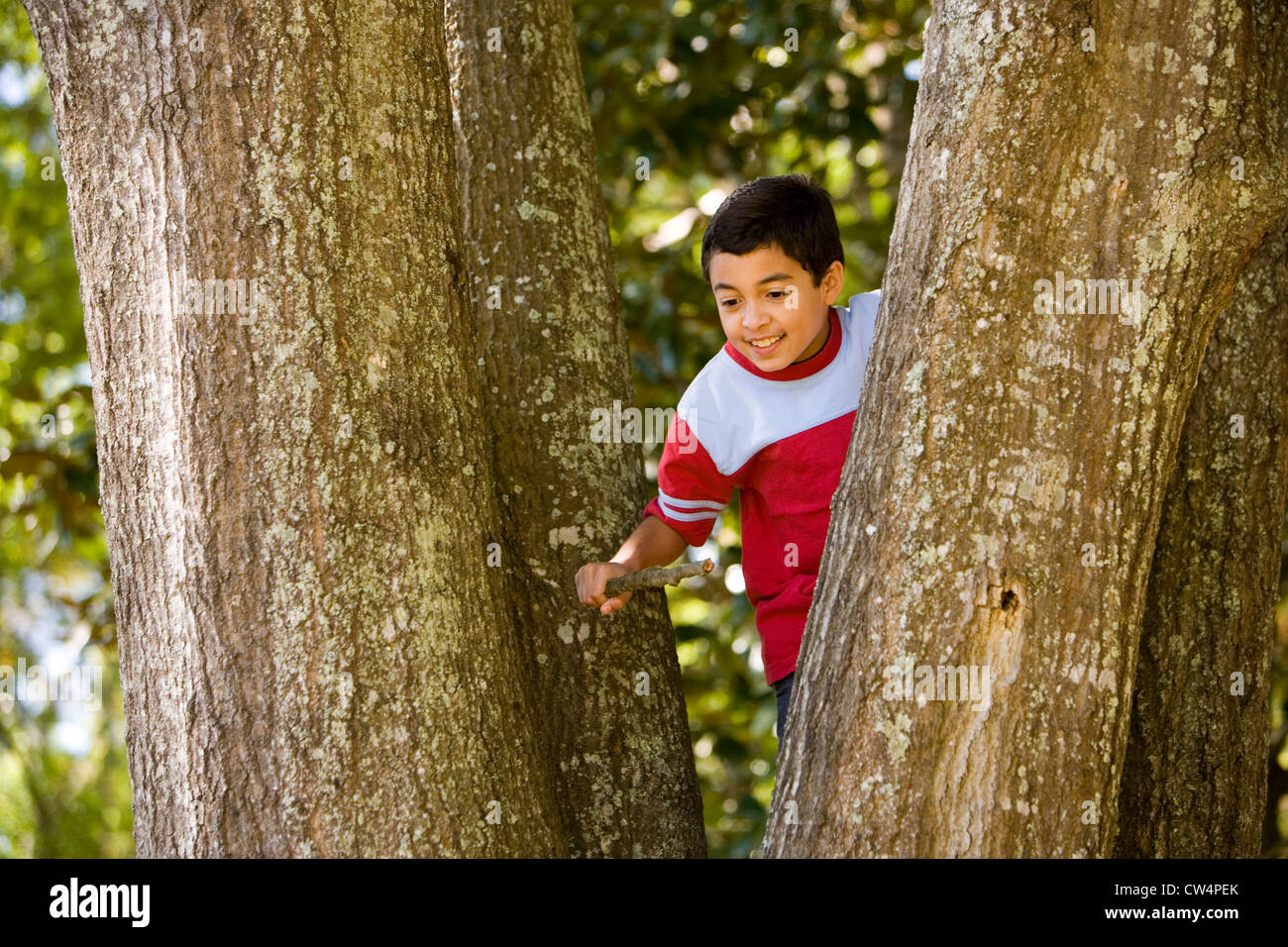 View of a cheerful boy smiling amid tree trunks and holding a stick ...
