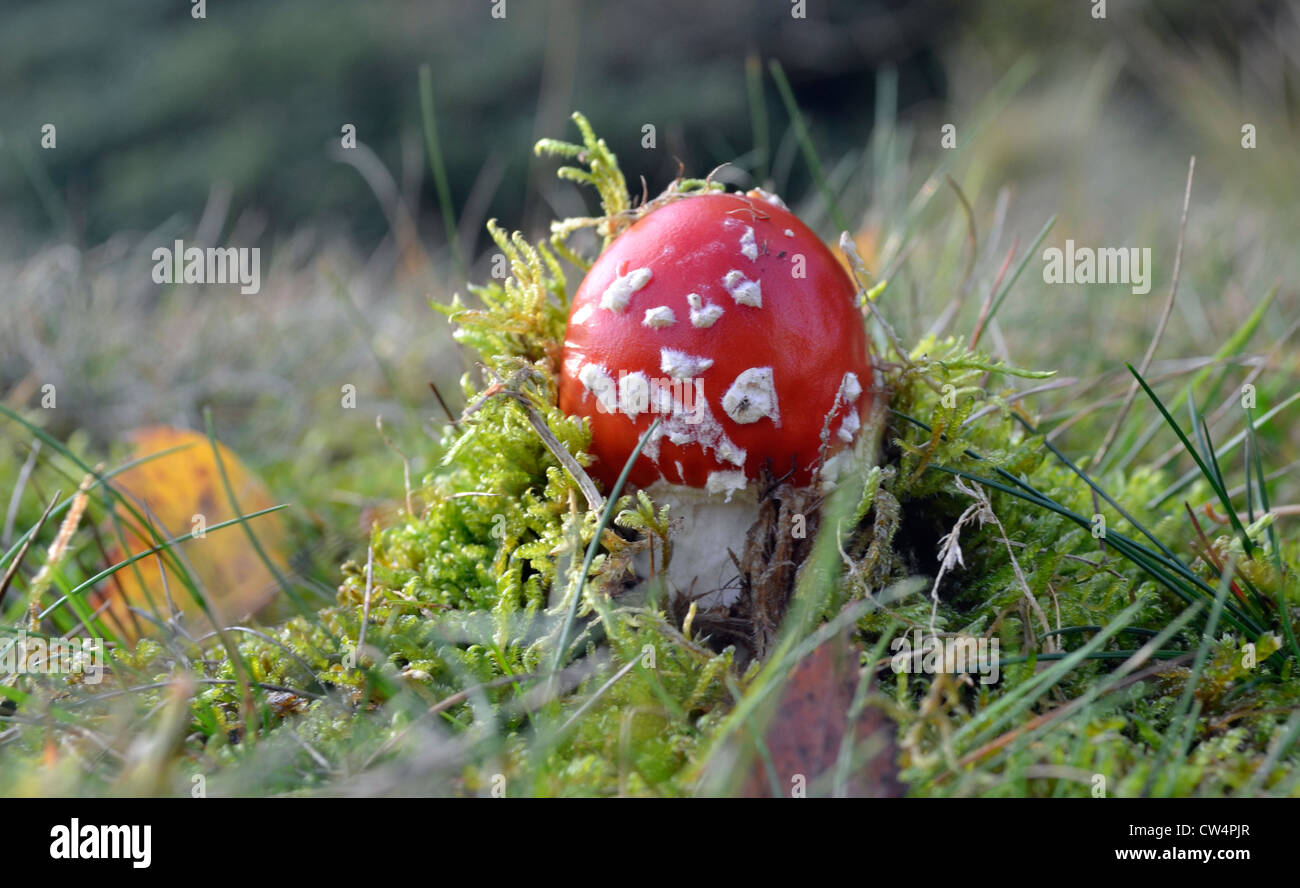 Autumn Fly Agaric (Amanita Muscaria) Toadstool Stock Photo - Alamy