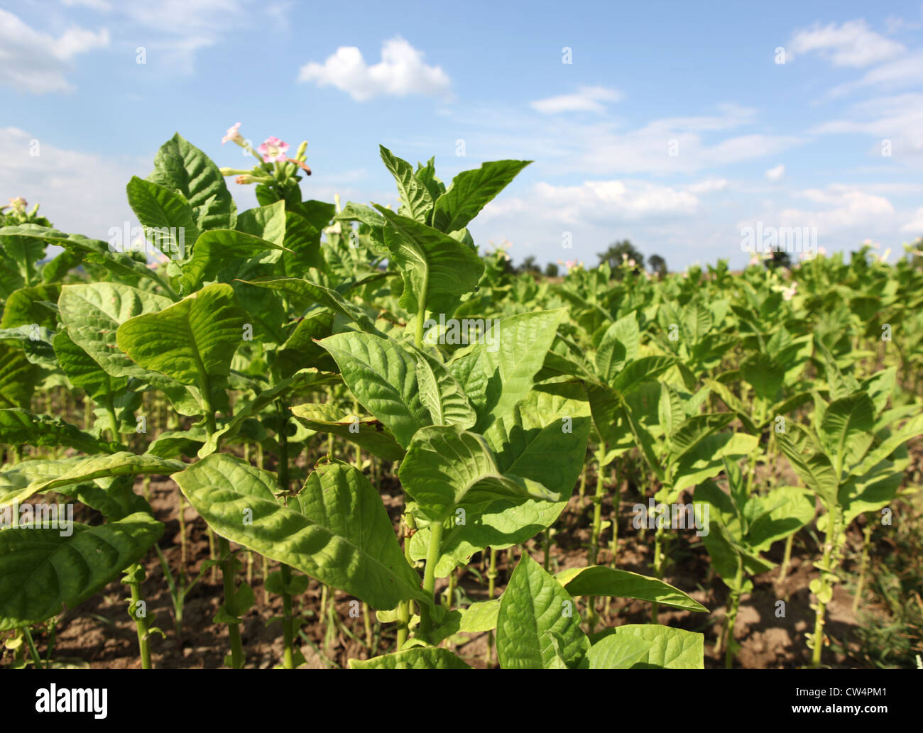 Tobacco effects hi-res stock photography and images - Alamy