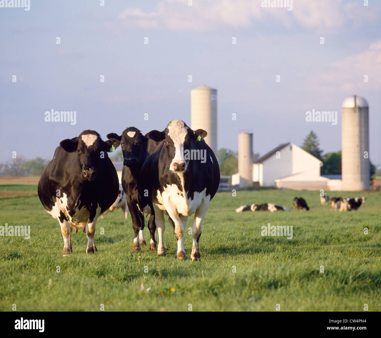 Black white holstein cow pennsylvania hi-res stock photography and ...
